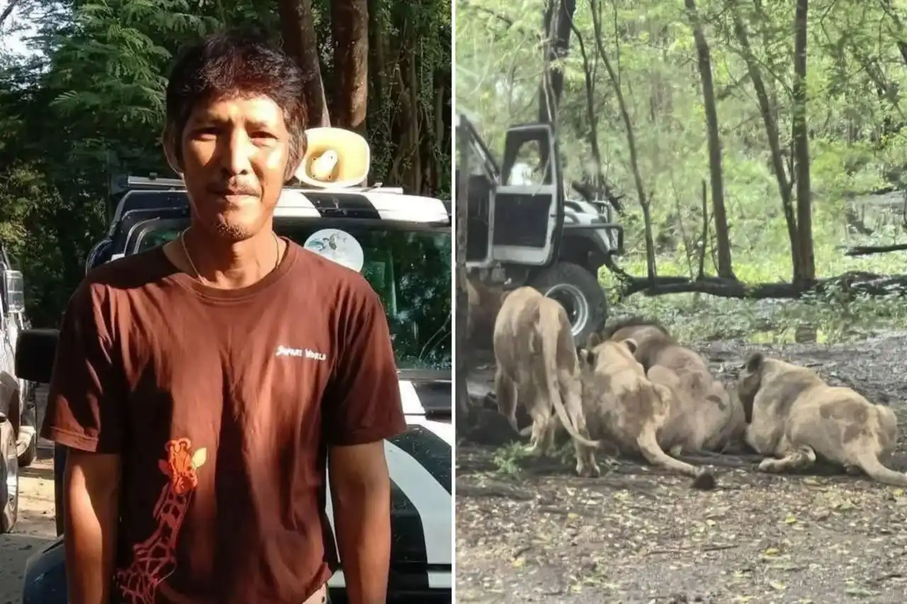 Zookeeper, 58, eaten alive by pack of lions in front of tourists at safari park - Salient Times ...
